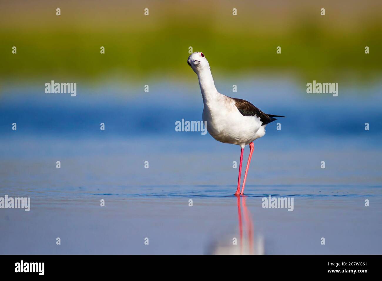 Cute shore bird. Black winged Stilt. Colorful nature background. Bird ...