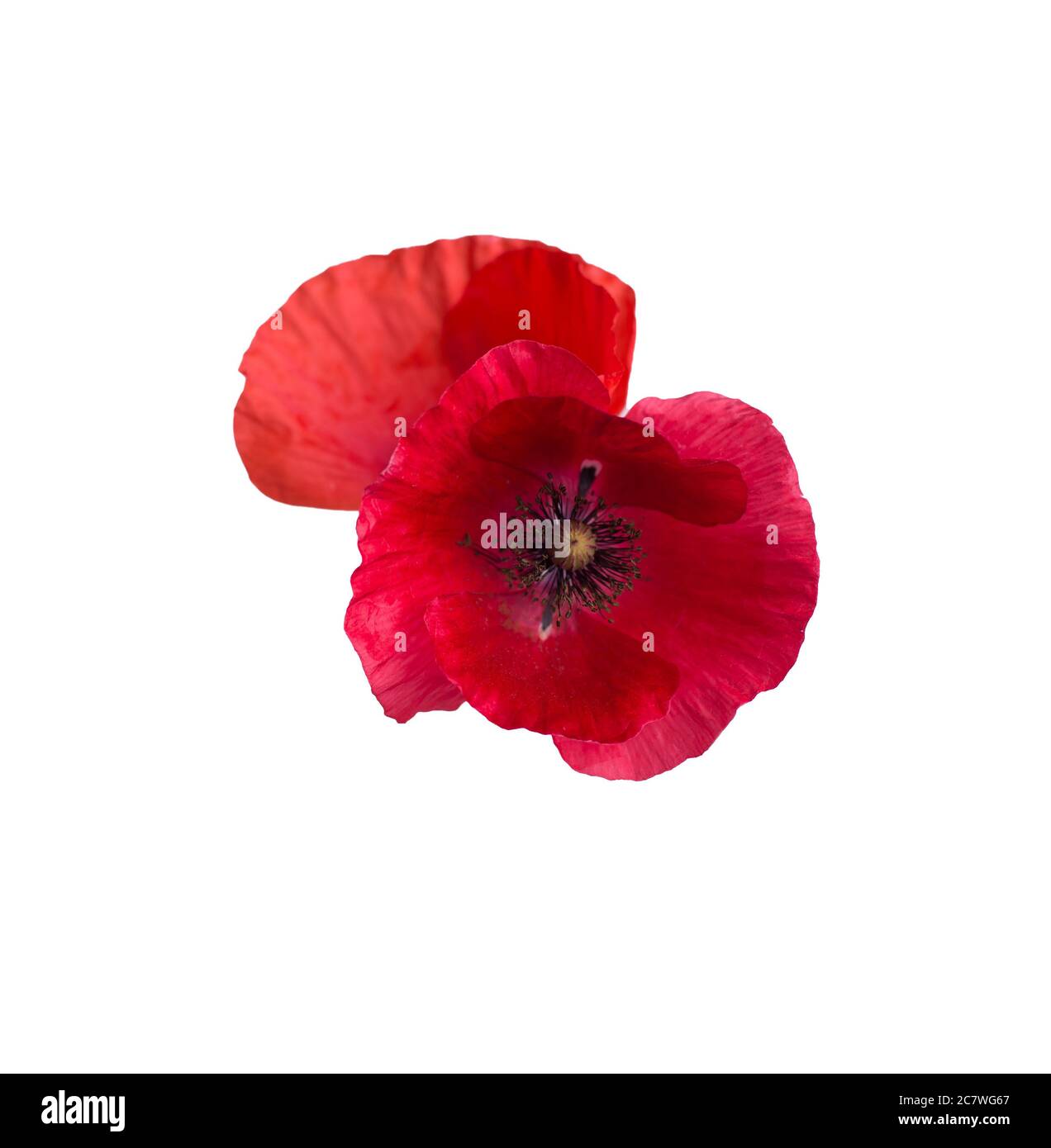 Beautiful red poppy isolated on white background Stock Photo - Alamy