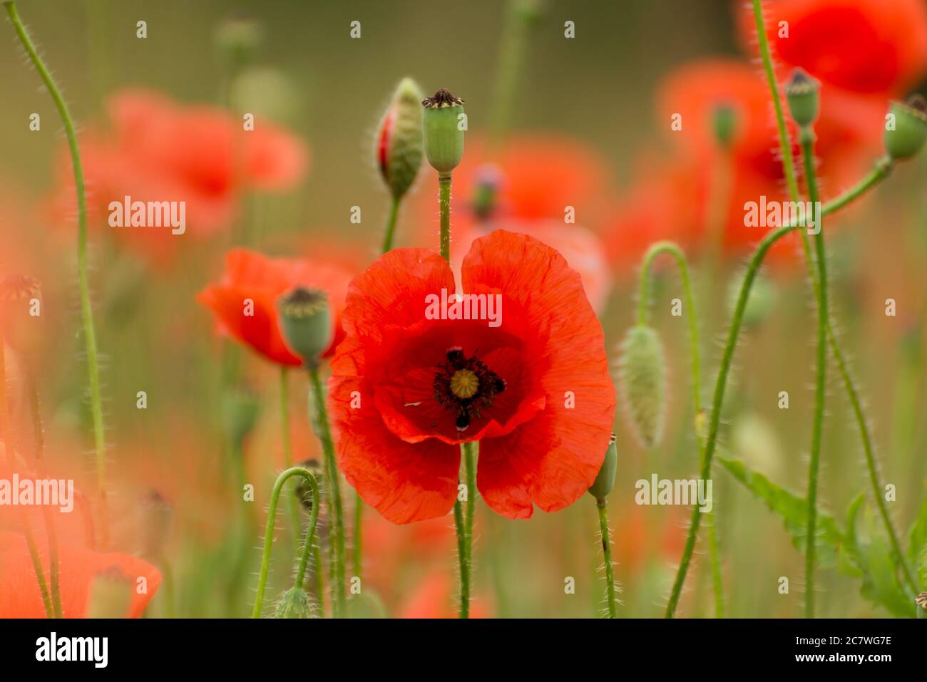 Beautiful red poppies. Red Flower symbol of war. remembrance day ...