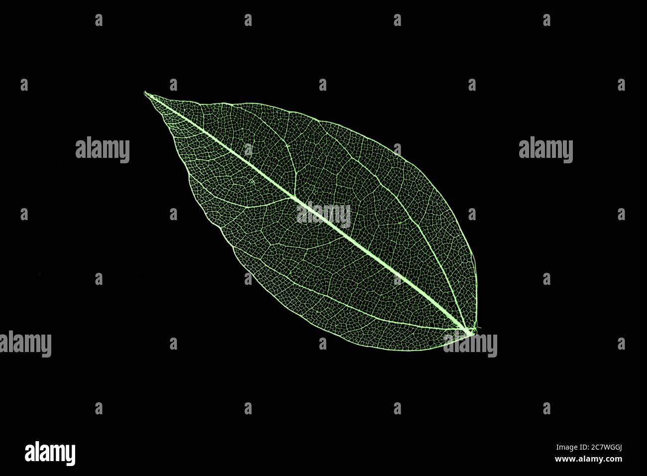 Beautiful colored transparent leaf skeletons Stock Photo - Alamy