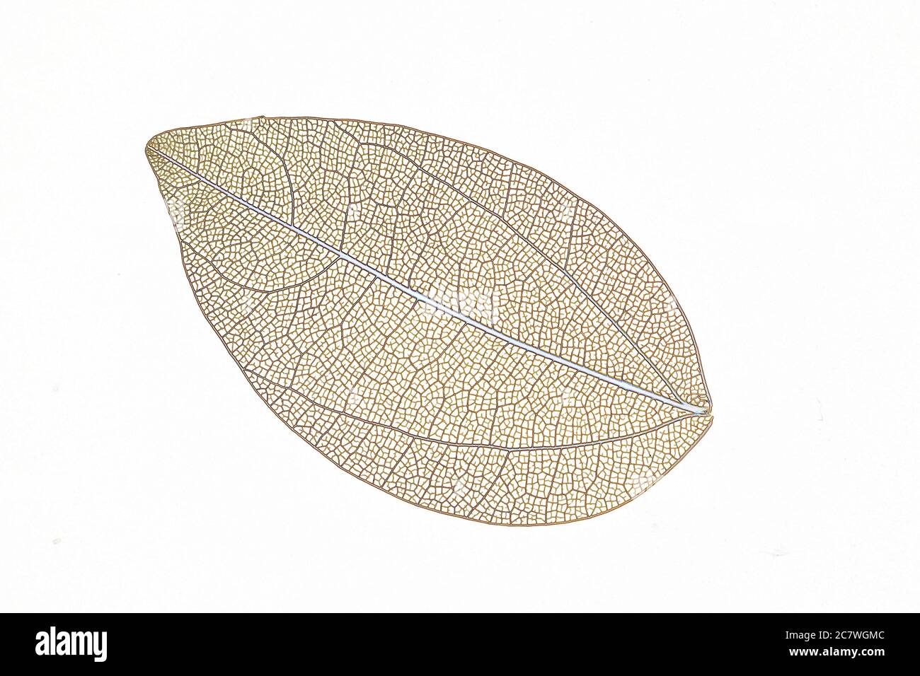 Beautiful colored transparent leaf skeletons Stock Photo - Alamy