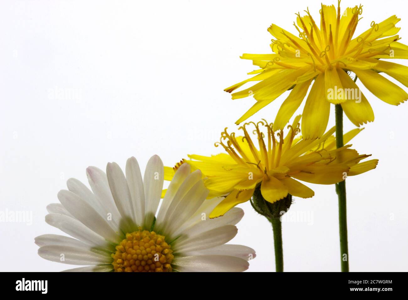 Dandelions and Daisy Stock Photo - Alamy