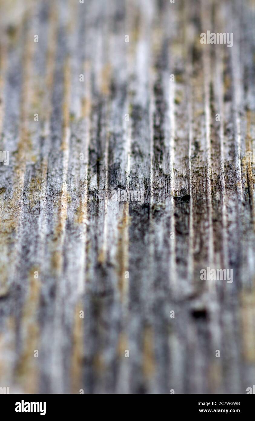 Paper wasp tracks Stock Photo - Alamy