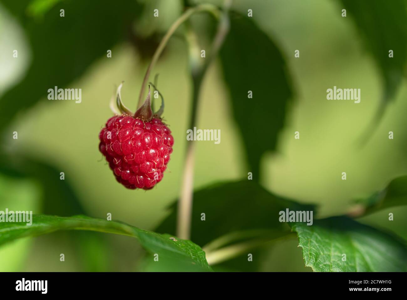 Raspberry grows on a bush in the garden Stock Photo - Alamy
