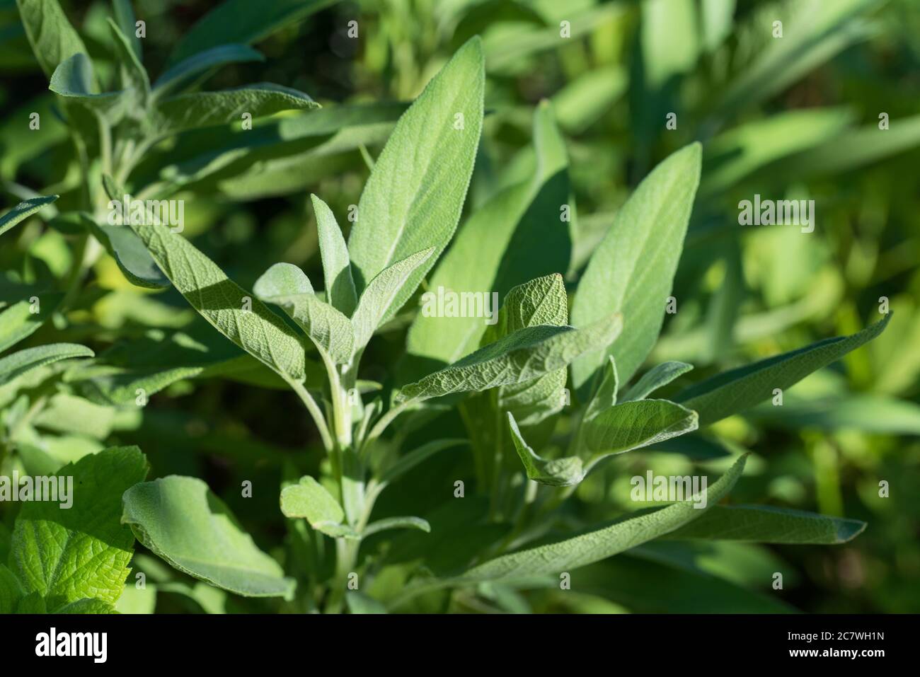 Fresh sage, salvia officinalis, in vegetable garden, closeup Stock ...