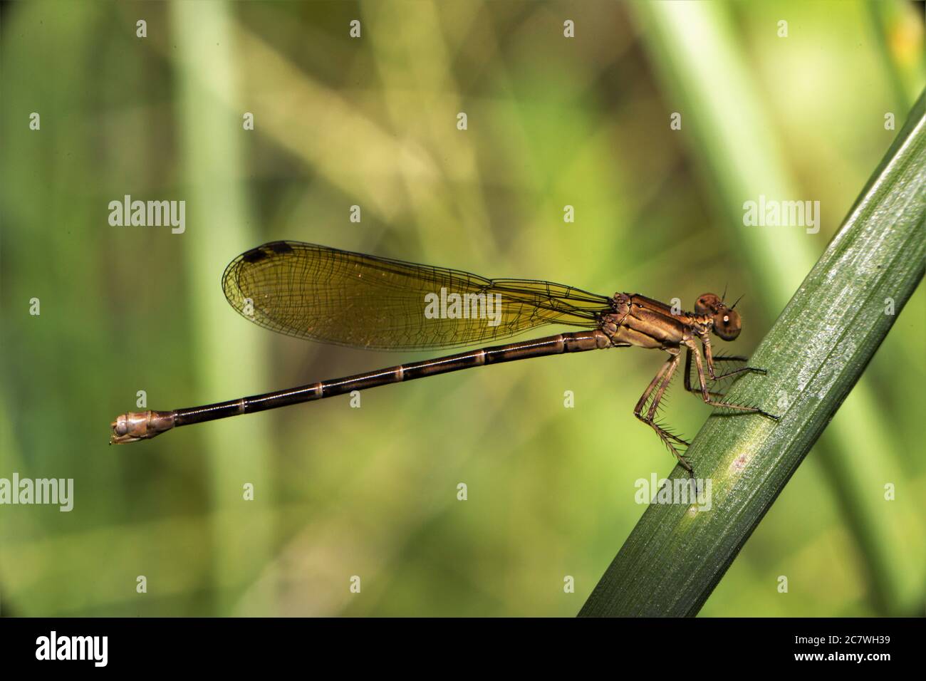 Female violet dancer damselfly hi-res stock photography and images - Alamy