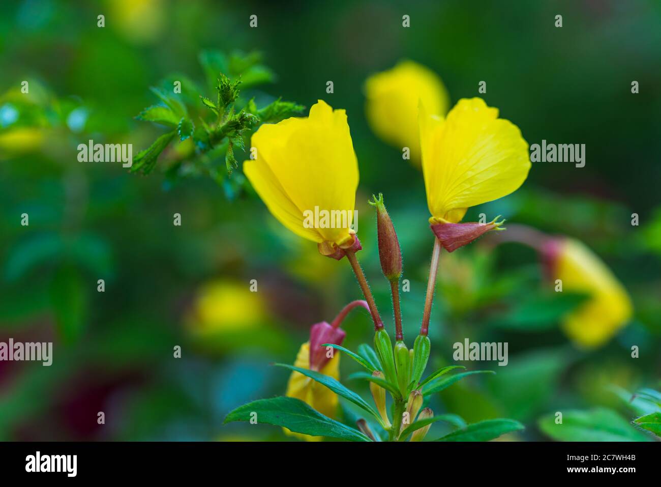 Yellow flowers grow in garden hi-res stock photography and images - Alamy