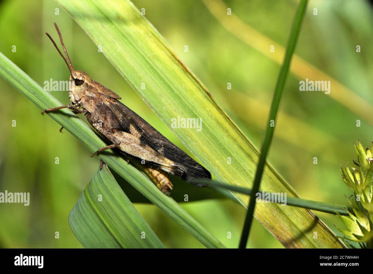 Brown and black grasshopper Stock Photo - Alamy