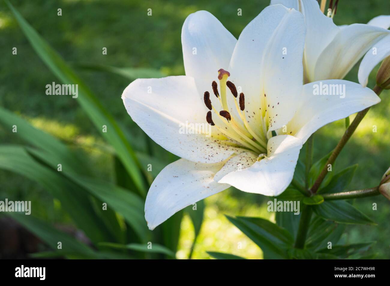 White yellow spring flowers of Regal lily - Liliaceae - Lilium regale ...