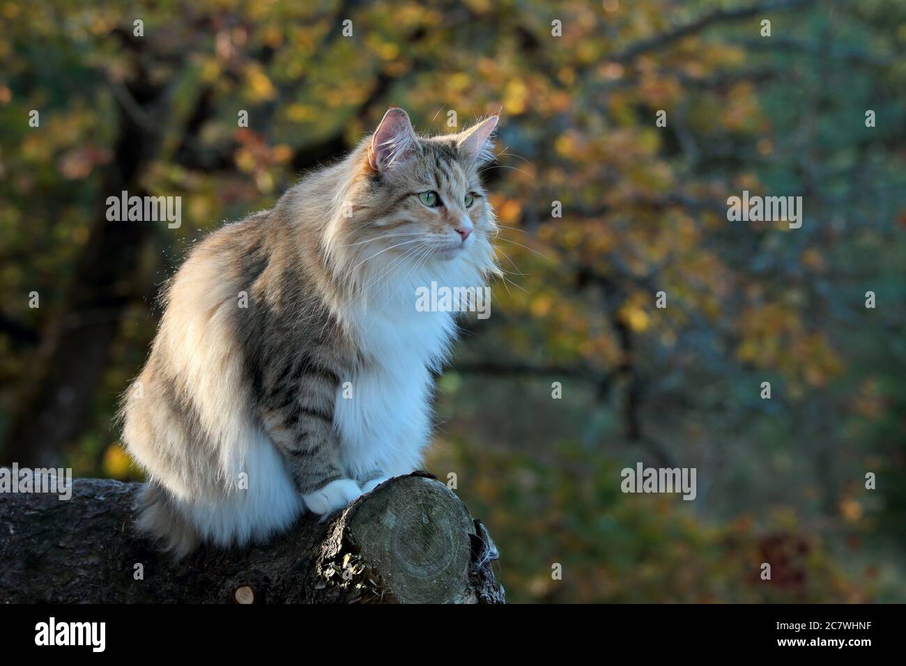 A norwegian forest cat female with autumn trees on the background Stock ...