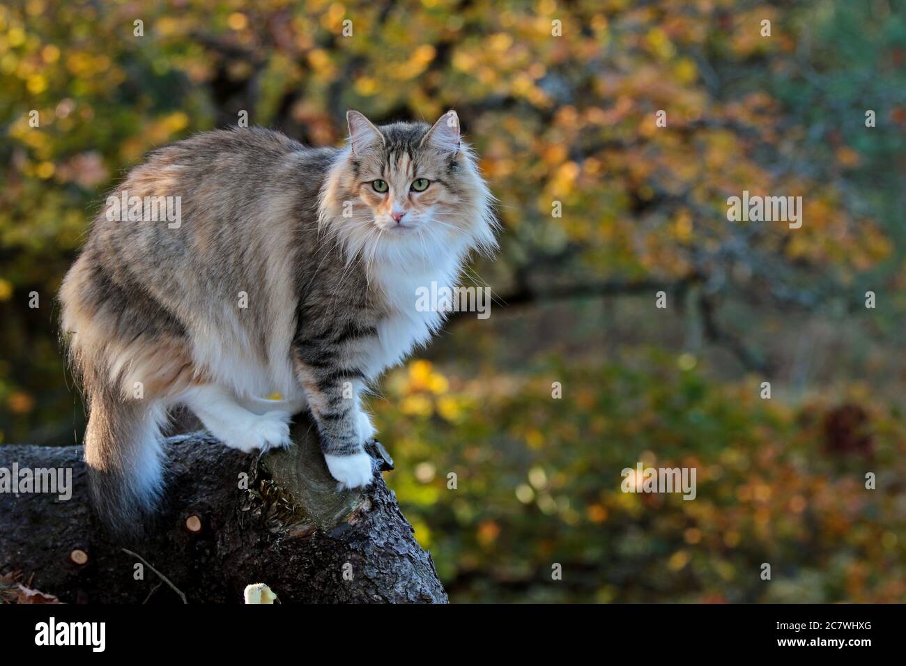 A norwegian forest cat female with autumn trees on the background Stock ...