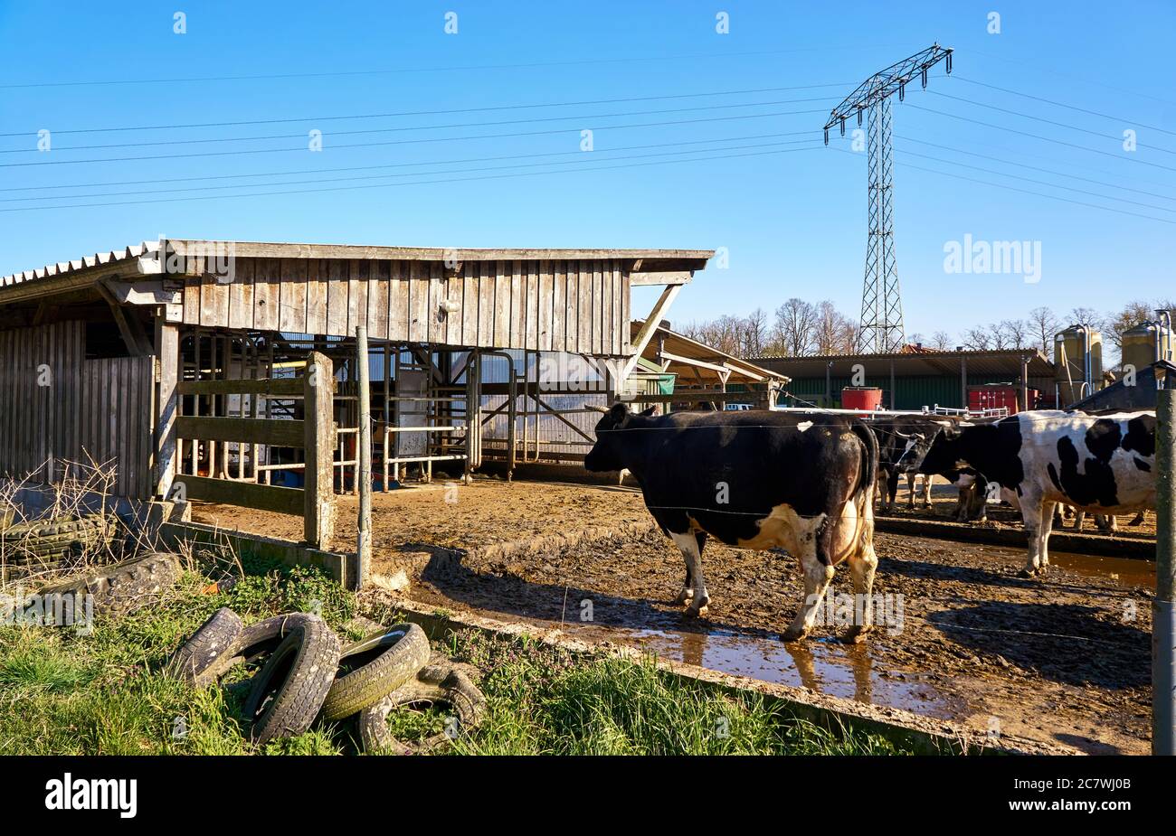 Milking parlor on a farm with cows waiting Stock Photo - Alamy
