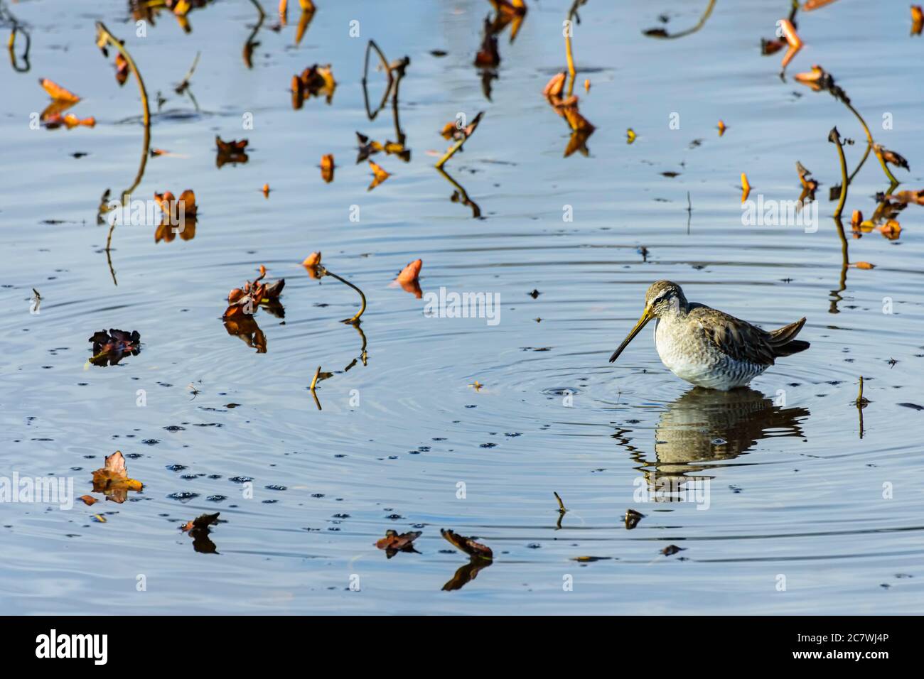 Long-billed dowitcher, Limnodromus scolopaceus, Burnaby Lake Regional ...