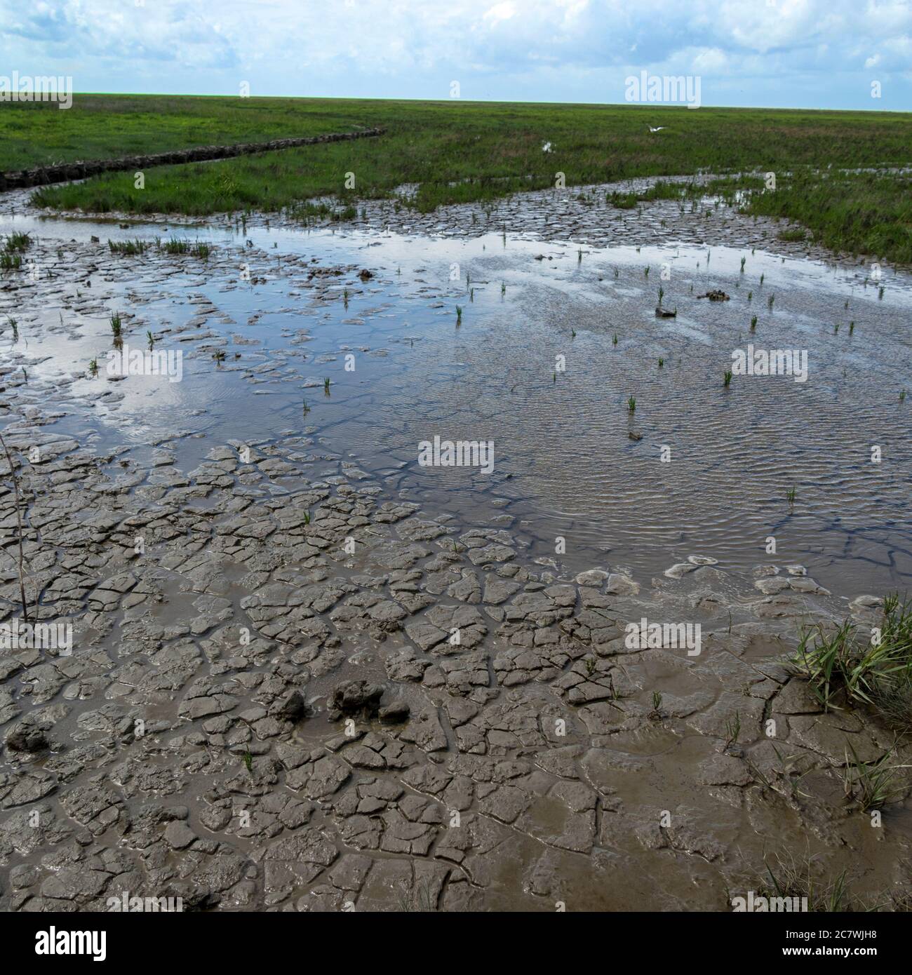 Netherlands, Waddenzee, salt marsh Stock Photo - Alamy