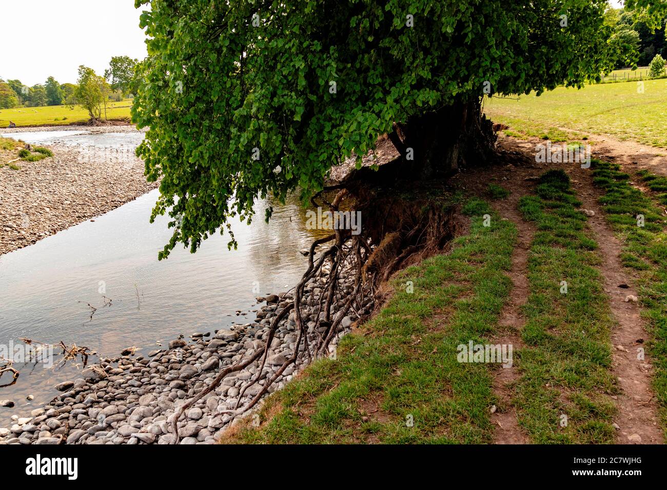Tree roots exposed river erosion hi-res stock photography and images ...