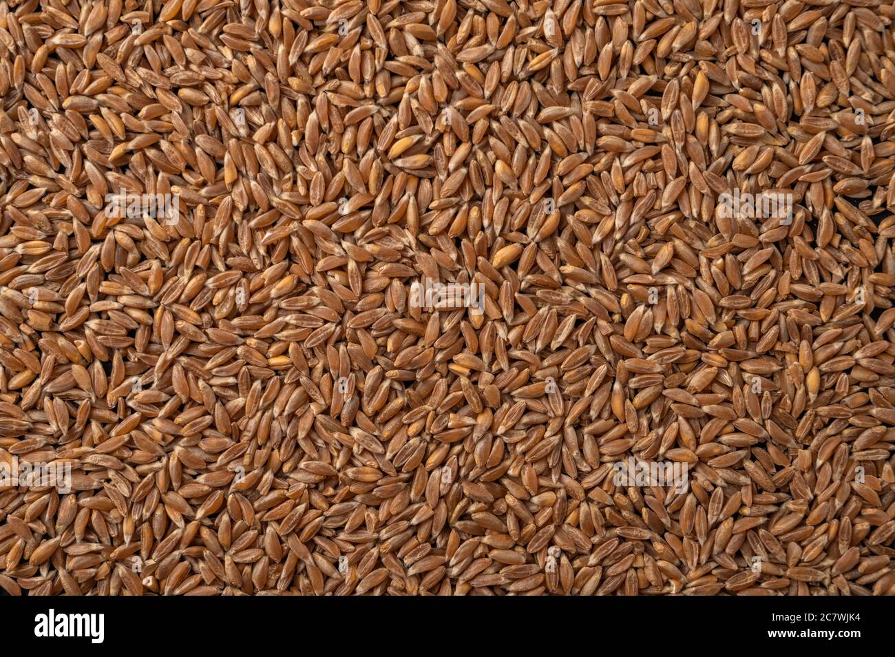 Close up wheat, rye and barley grain food background. Harvest concept ...