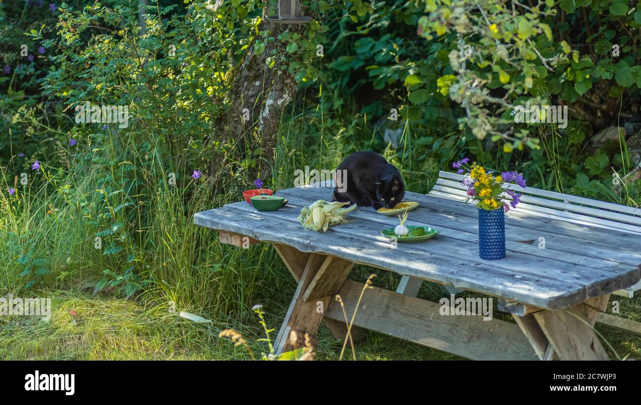 Cat on a garden table hi-res stock photography and images - Alamy