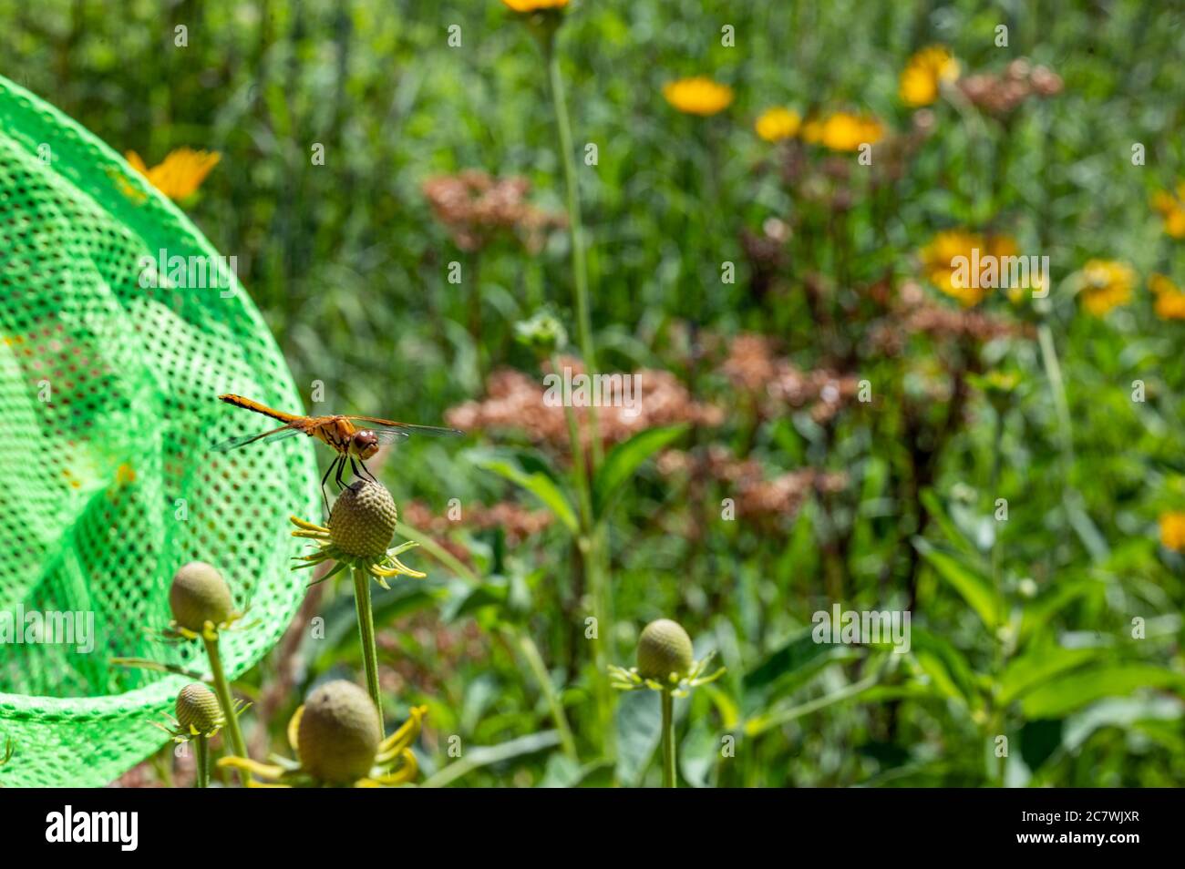 Nature photo showing a net and insect to teach children about catching ...