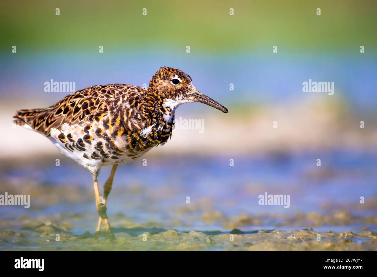 Water nature and birds.. Colorful nature background Stock Photo - Alamy