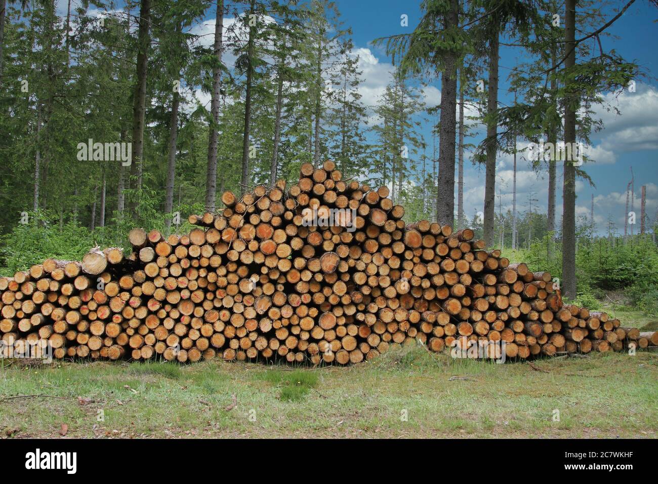 Pile of tree logs in a forest with tall trees in the background Stock ...