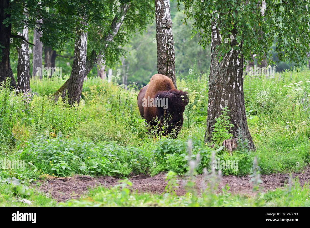 The American bison or simply bison (Bison bison), also commonly known ...
