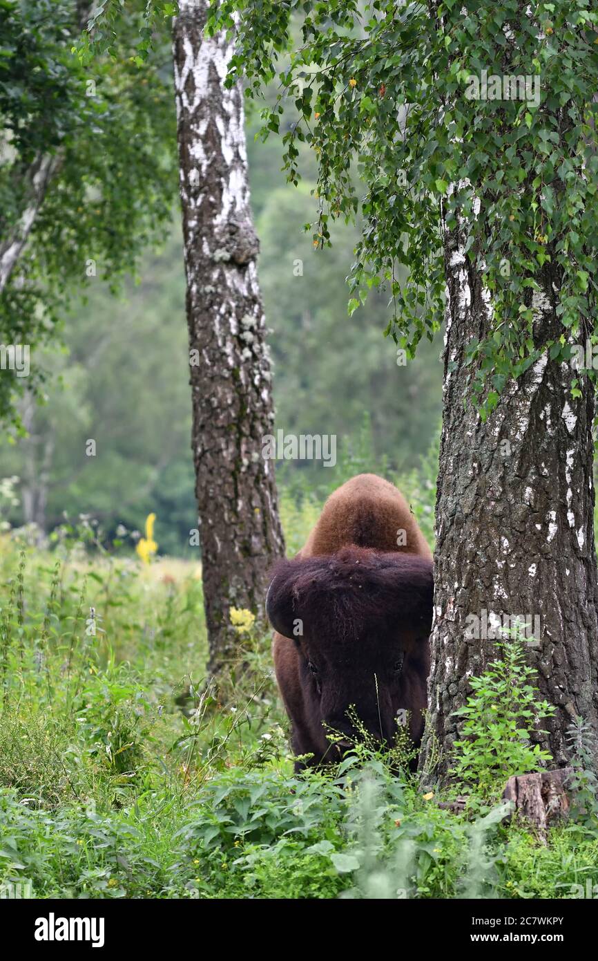 The American bison or simply bison (Bison bison), also commonly known ...