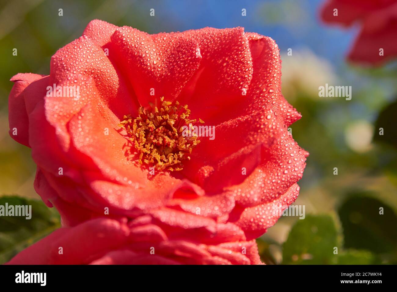 Rose petals and bud with morning dew hi-res stock photography and ...