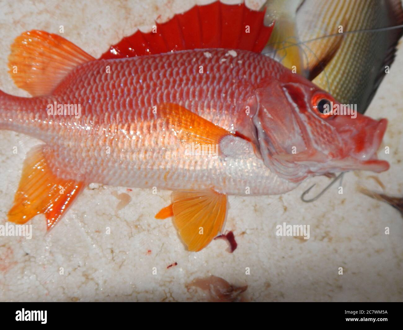 Closeup shot of a red sea bream Stock Photo - Alamy