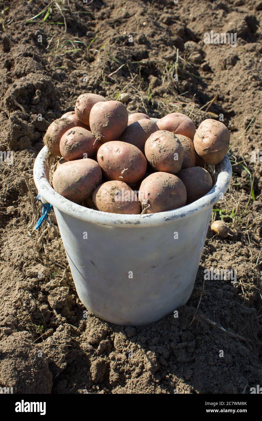 full bucket of potatoes harvested in autumn Stock Photo - Alamy