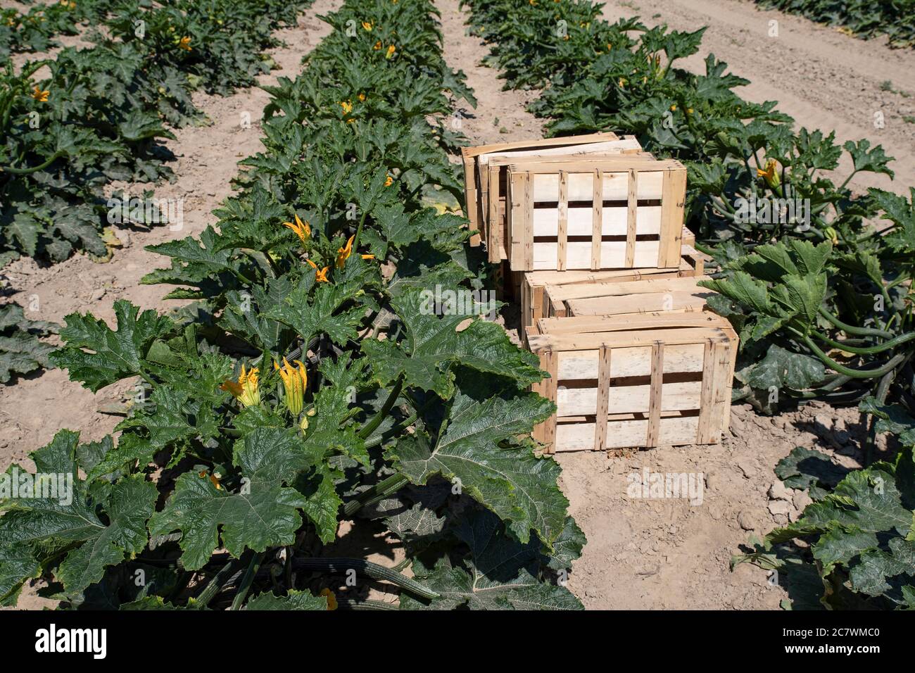 Cucumber cultivation in a field with crates for harvesting Stock Photo ...
