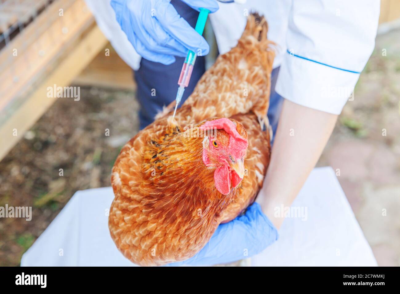 Veterinarian woman with syringe holding and injecting chicken on ranch ...
