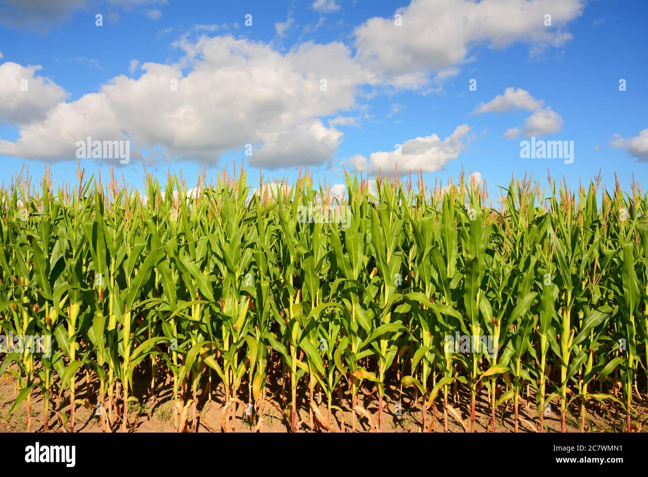 Corn field, North America Stock Photo - Alamy