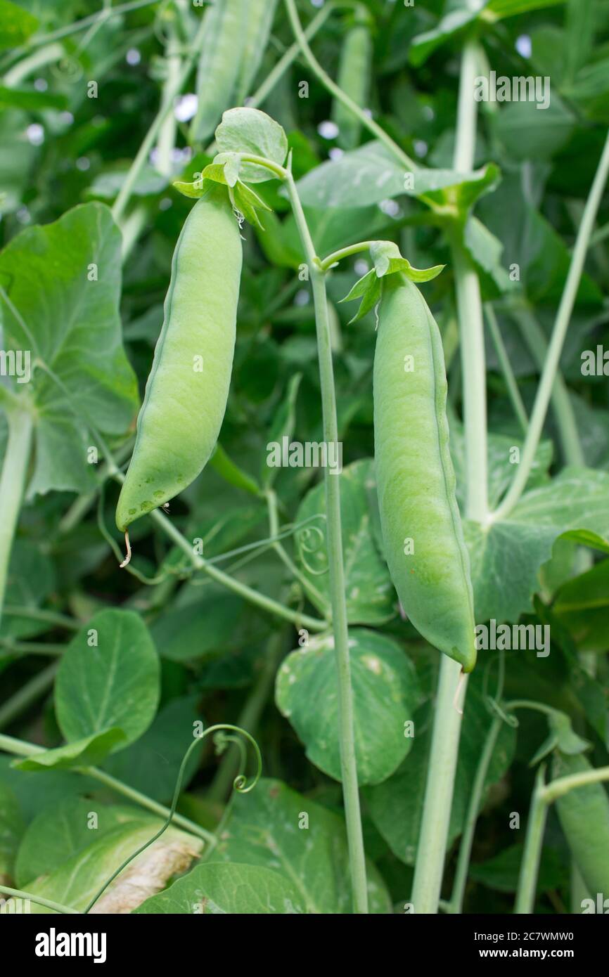 pod peas grows Stock Photo - Alamy