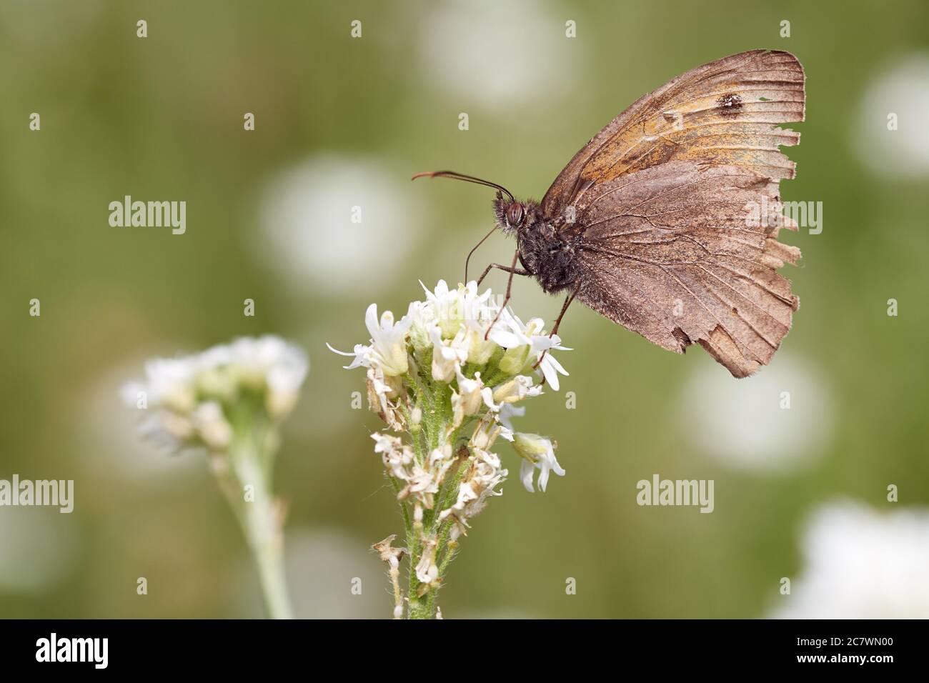 Brown butterfly with a tint of yellow resting on white wildflower in a ...