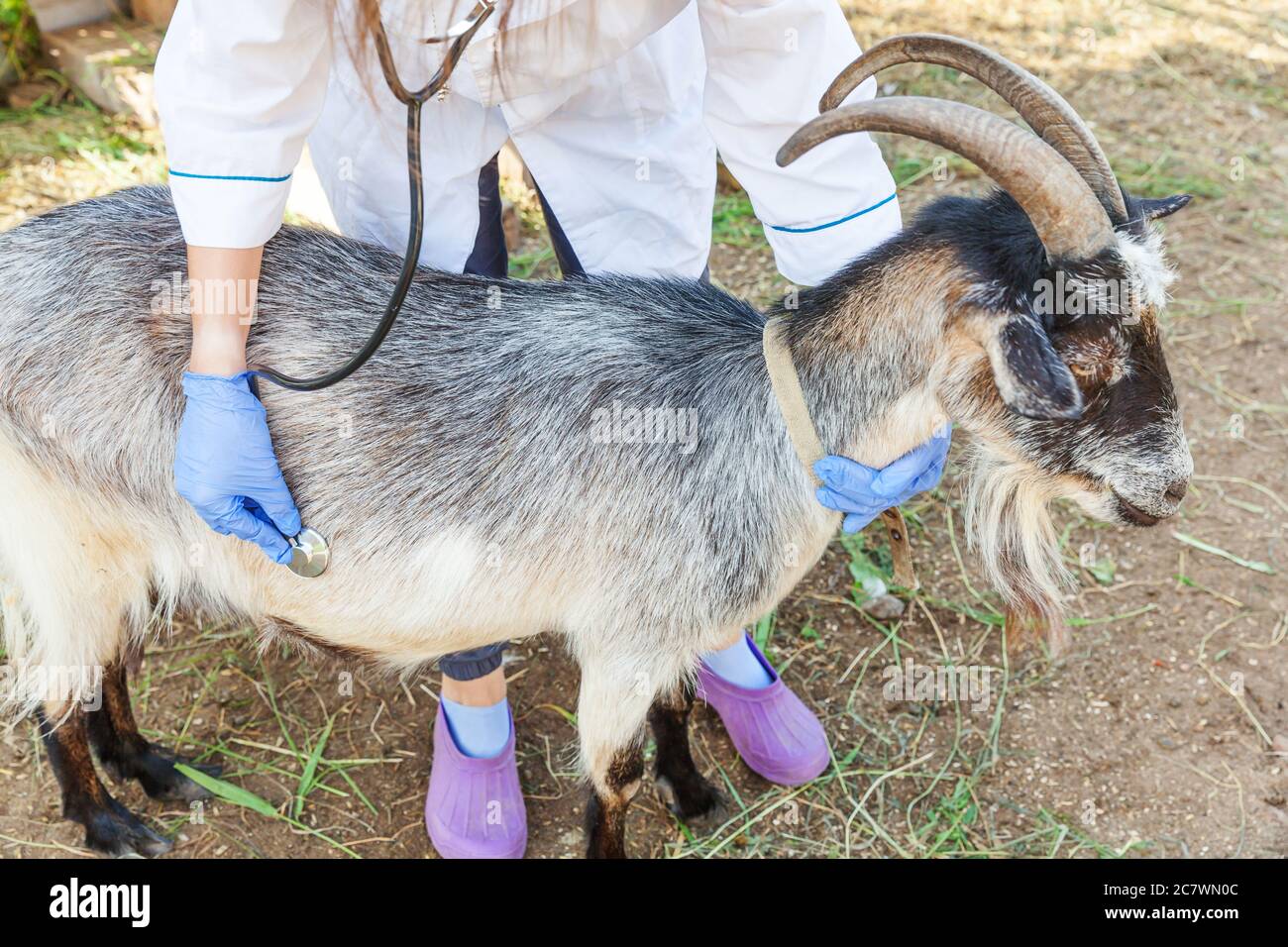 Young veterinarian woman with stethoscope holding and examining goat on ...