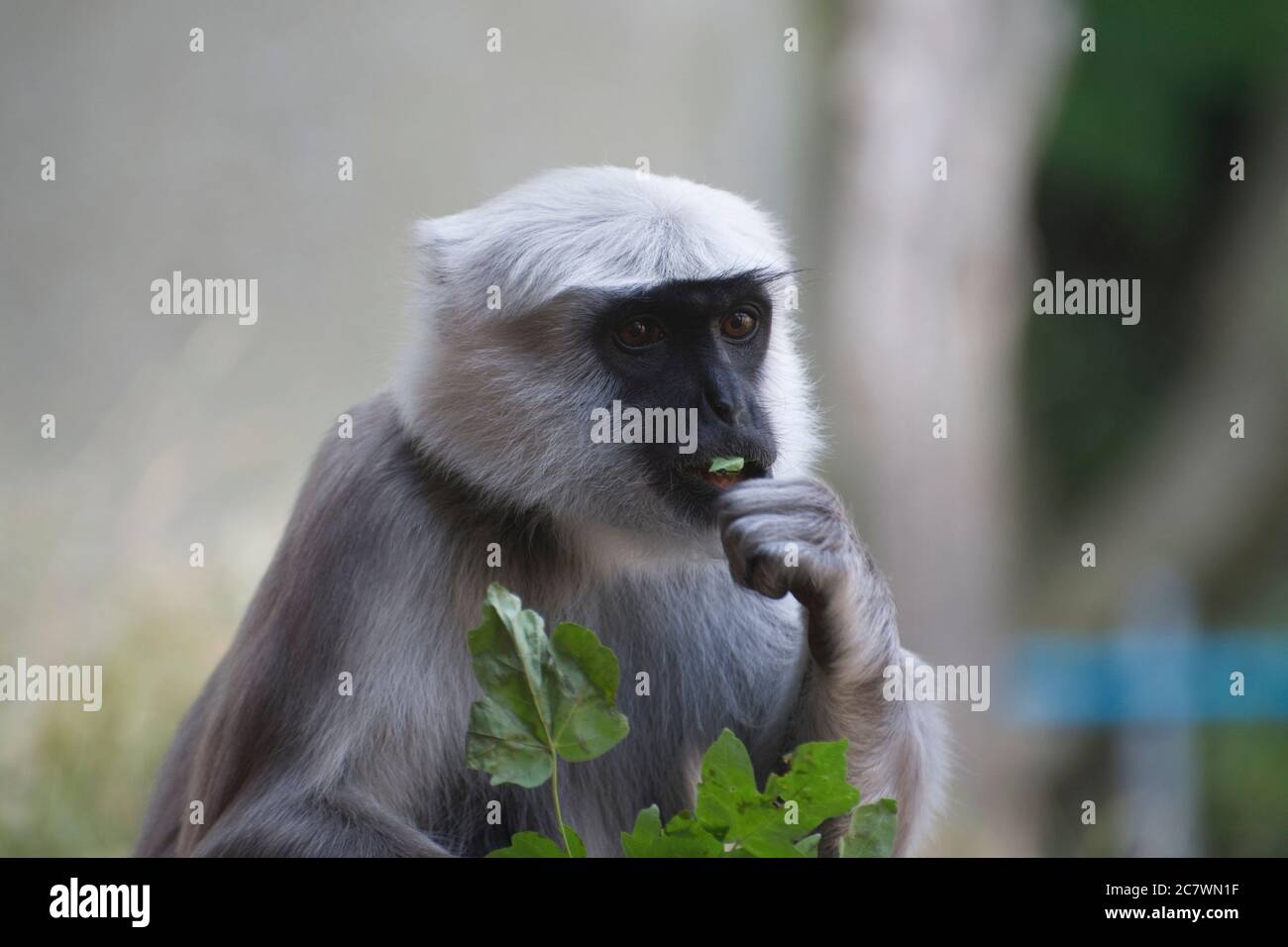 Hanuman langur zoo hi-res stock photography and images - Alamy