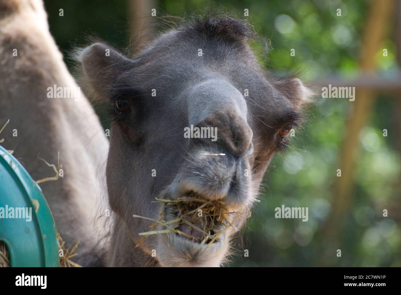 Straw camel hi-res stock photography and images - Alamy