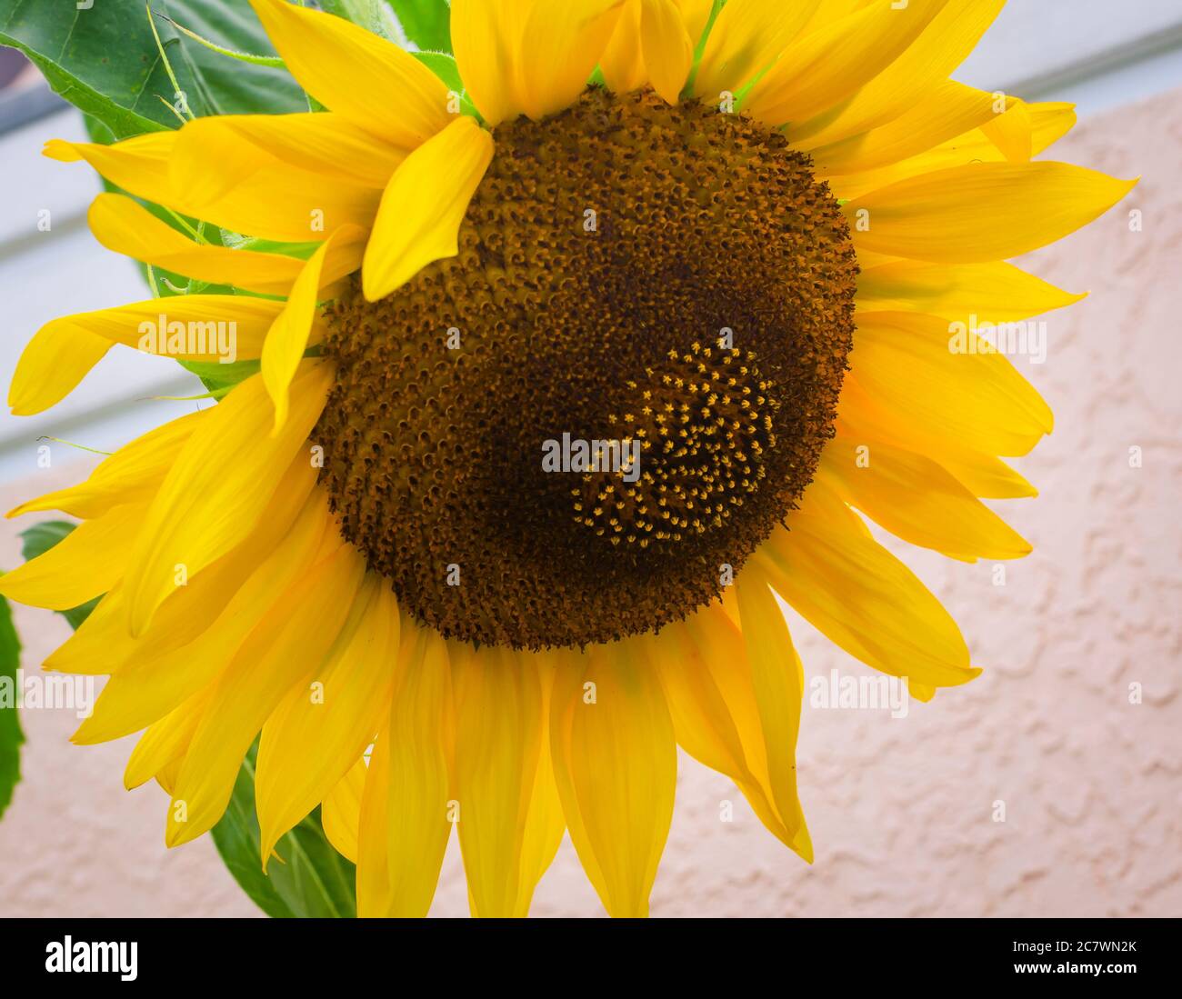A sunflower grows along a city street, July 18, 2020, in Mobile ...