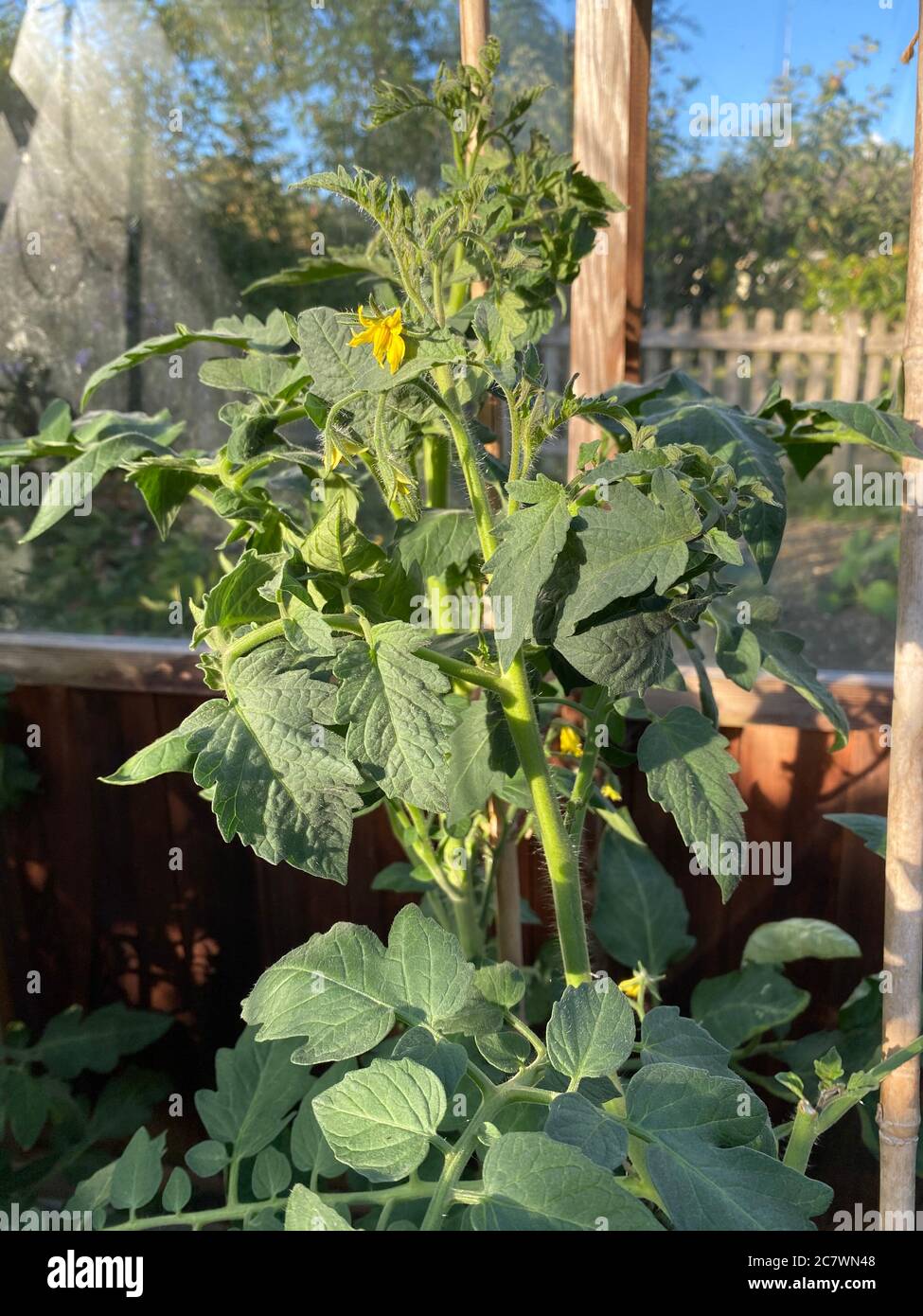 Tomato plant vegetable plot hi-res stock photography and images - Alamy