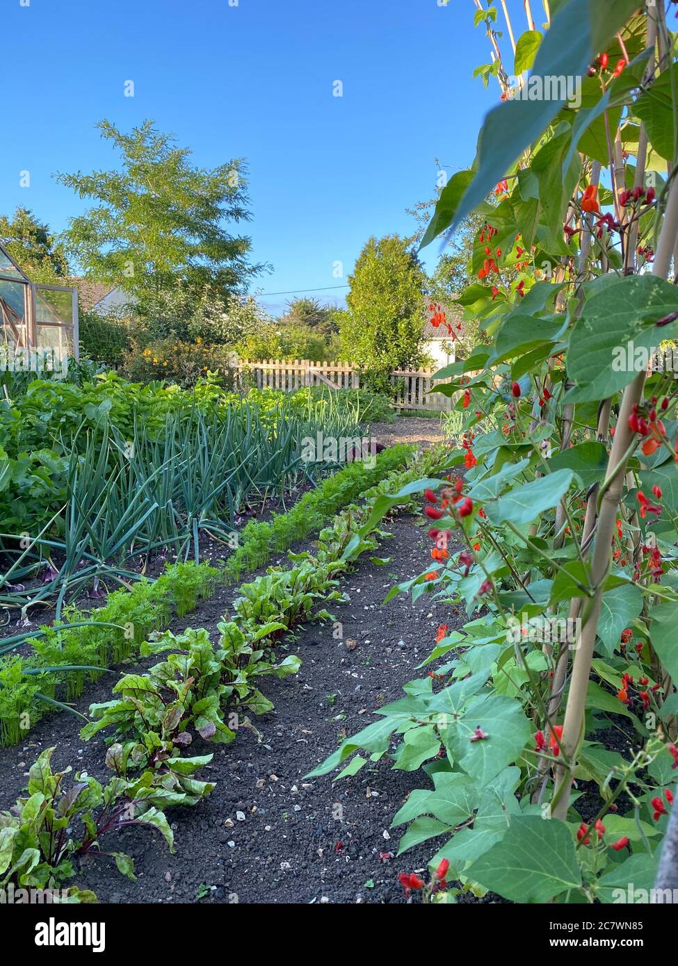 Home made garden allotment with a wide selection of growing vegetables ...