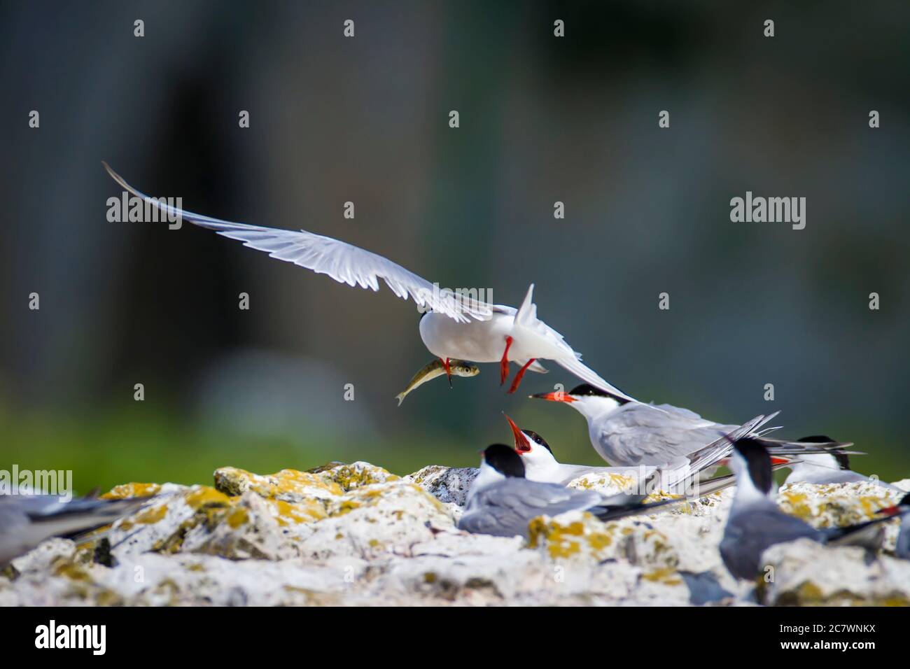 Cute bird tern. Bird nest. Colorful nature background. Bird: Common ...
