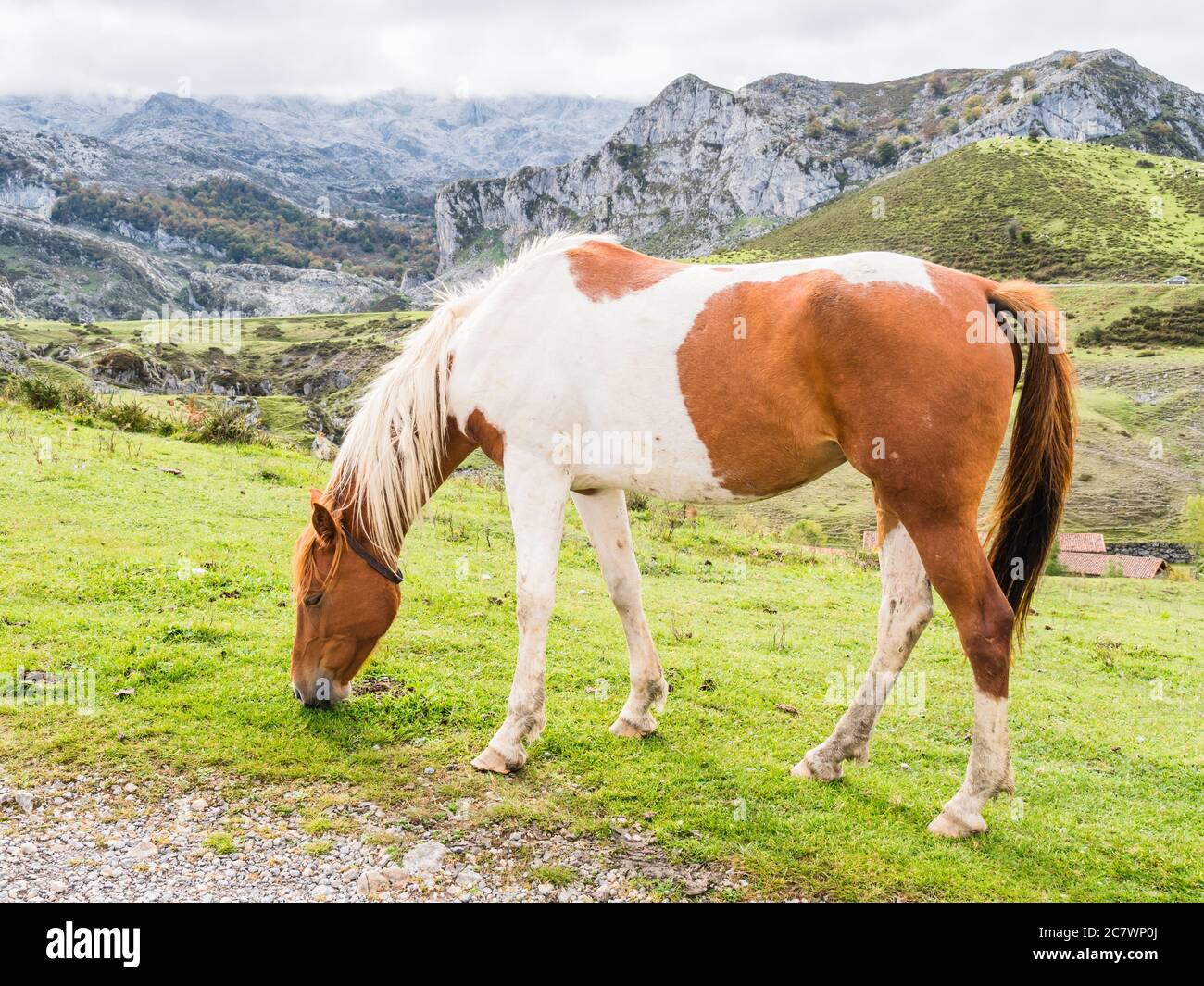Closeup of a grazing mare in a field surrounded by hills under the ...