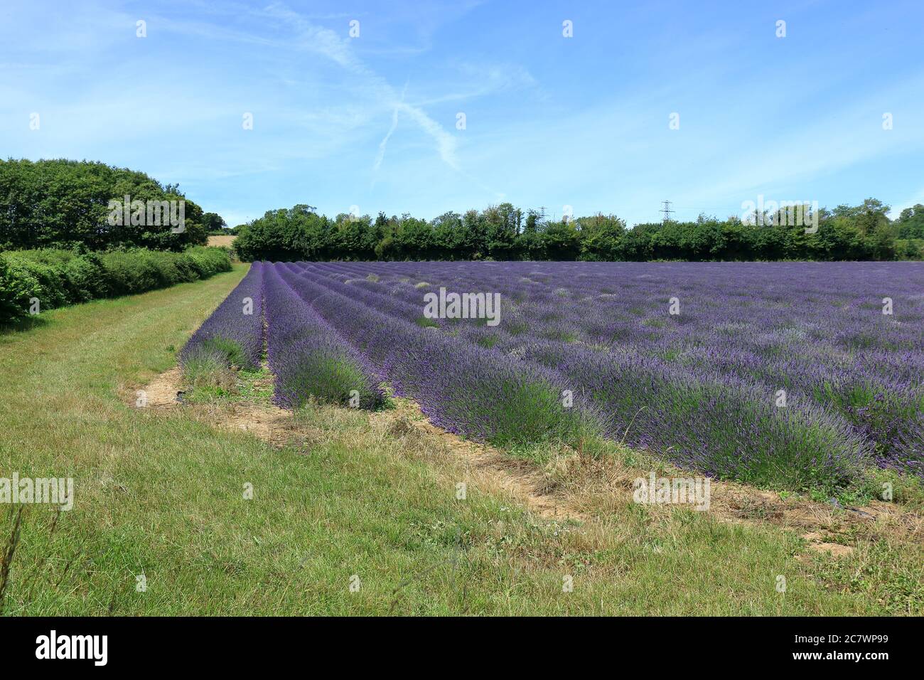 A scenic landscape view of the Lavender fields in North Kent Stock ...