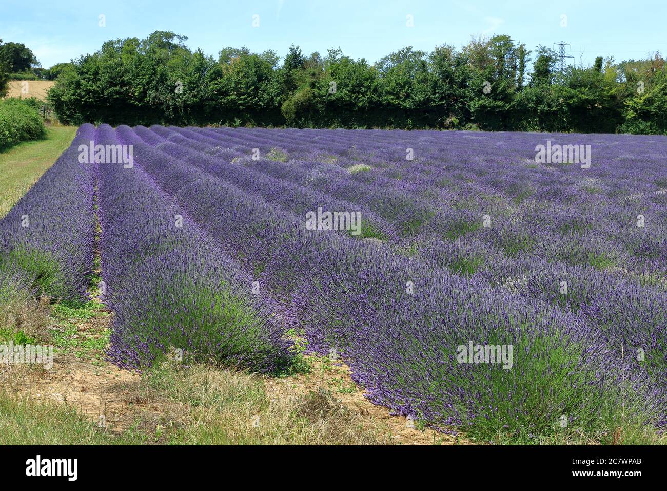 A landscape scene with lavender fields in Kent Stock Photo - Alamy