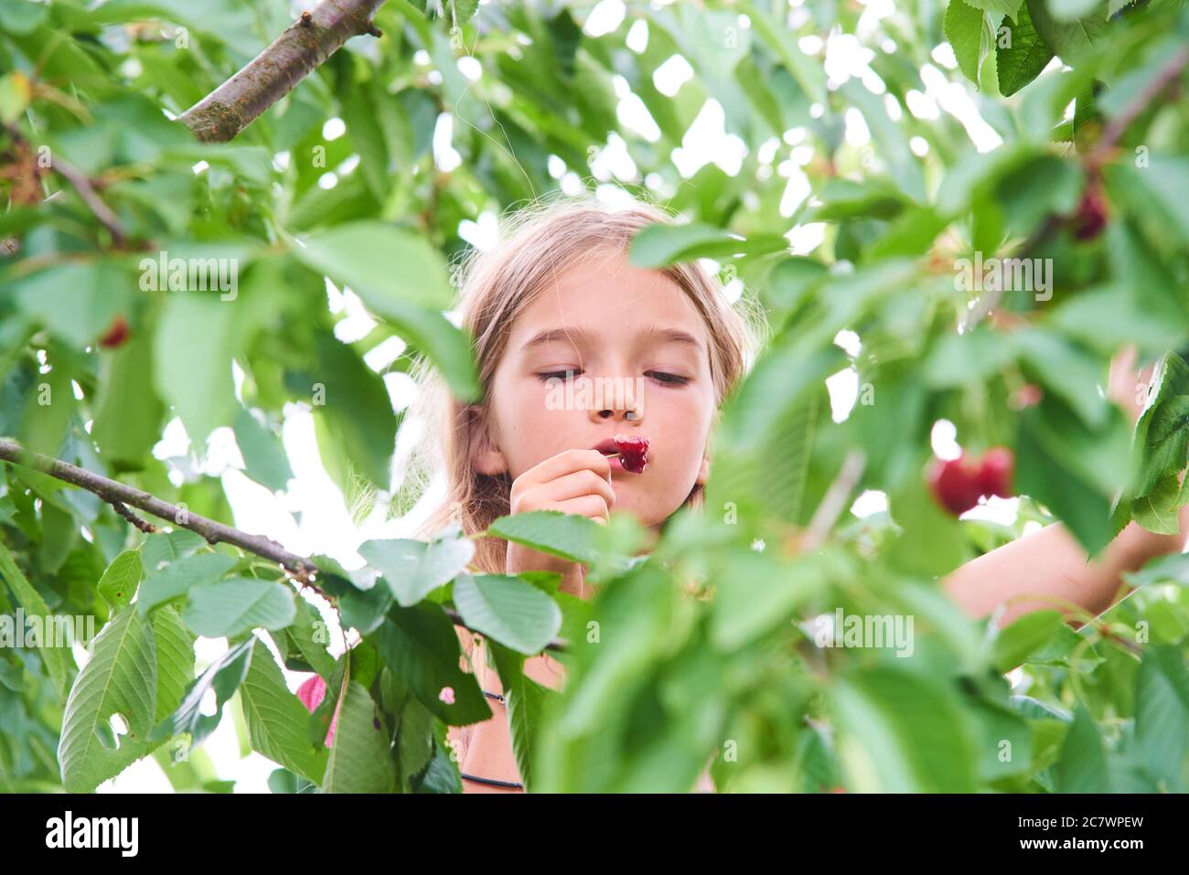 Child girl climbing a tree and tearing cherries in summer Stock Photo ...