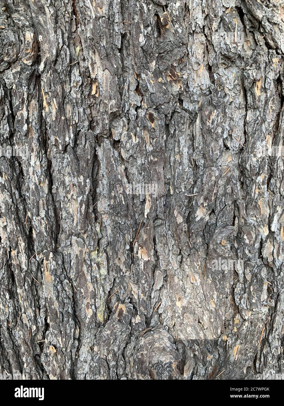 Vertical closeup shot of brown tree bark - perfect for natural ...