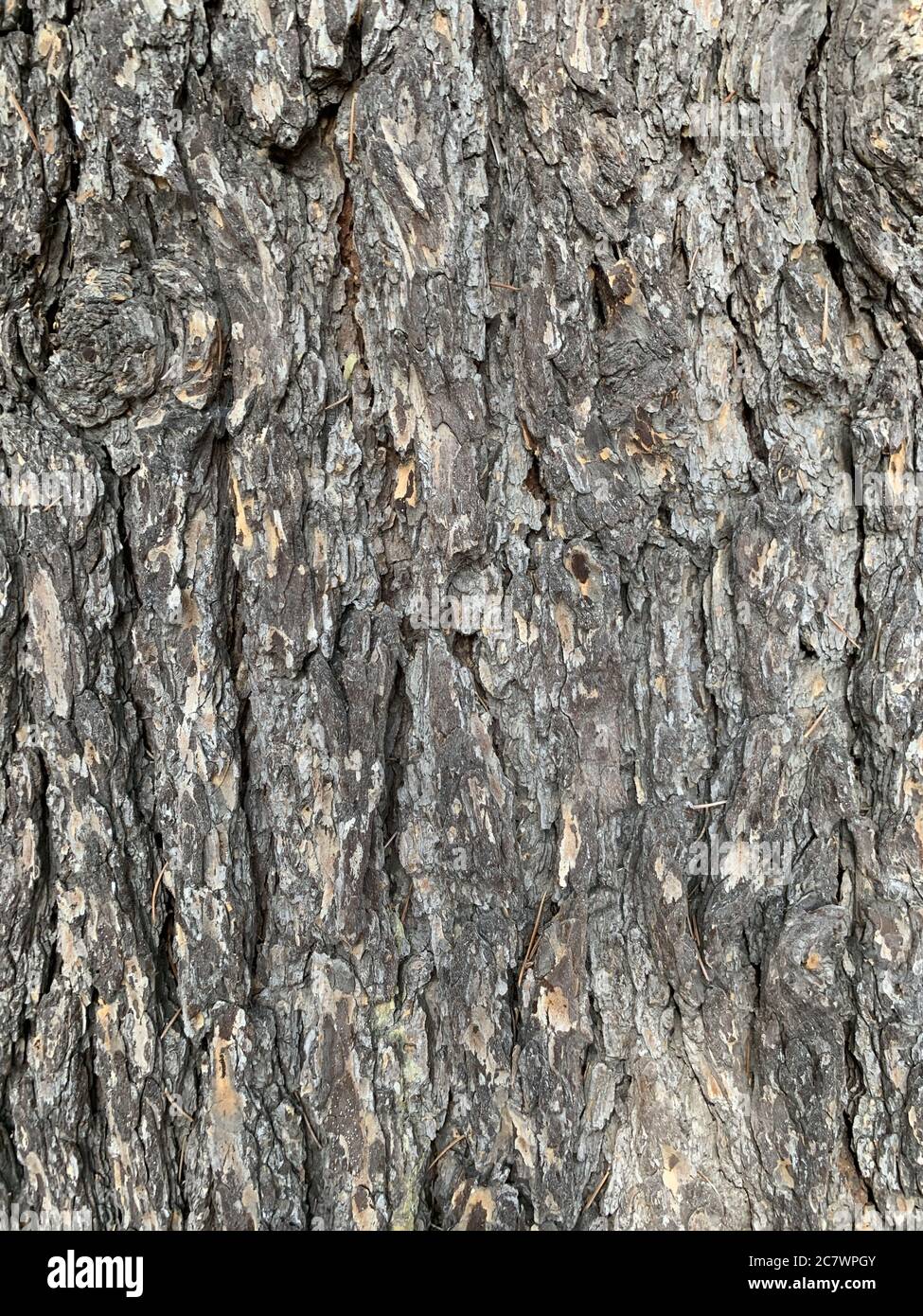 Vertical closeup shot of brown tree bark - perfect for natural ...