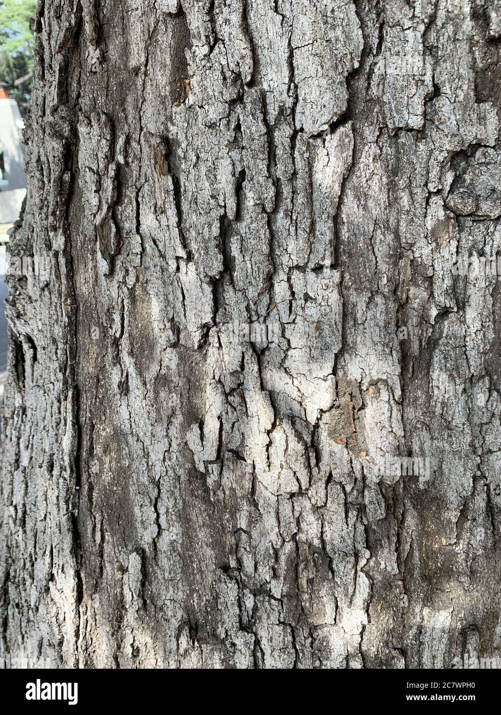 Vertical closeup shot of brown tree bark - perfect for natural ...