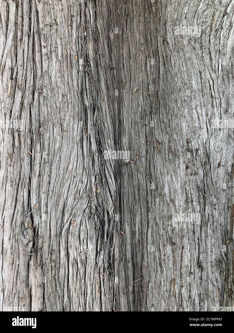 Vertical closeup shot of brown tree bark - perfect for natural ...