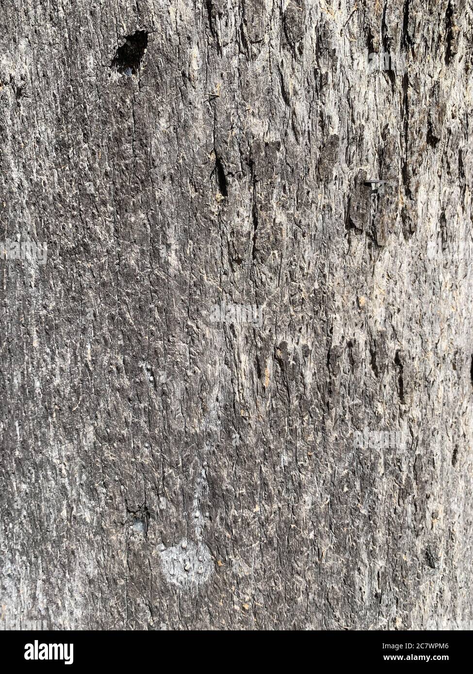 Vertical closeup shot of brown tree bark - perfect for natural ...
